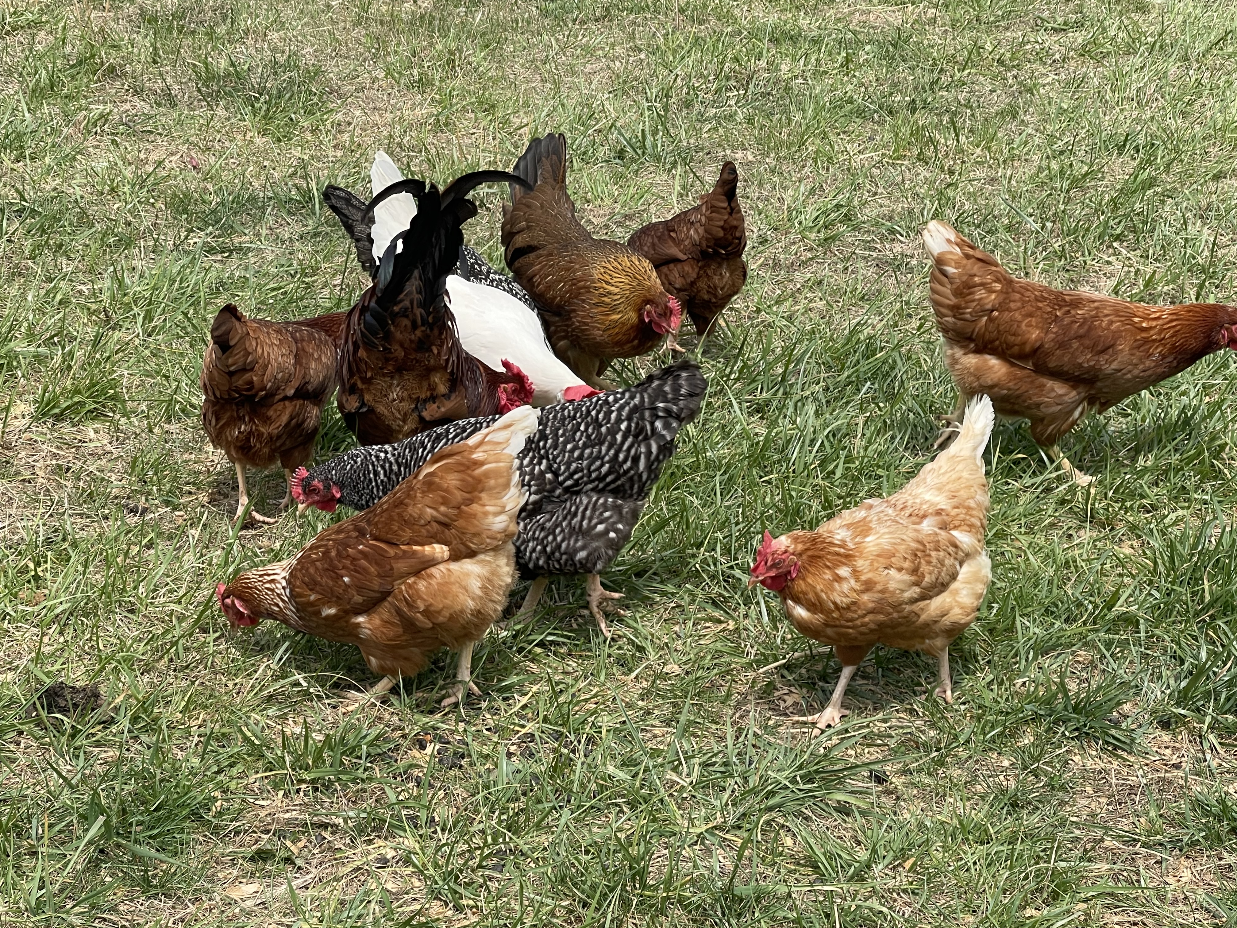 Laying Hens – Arrow Creek Farm