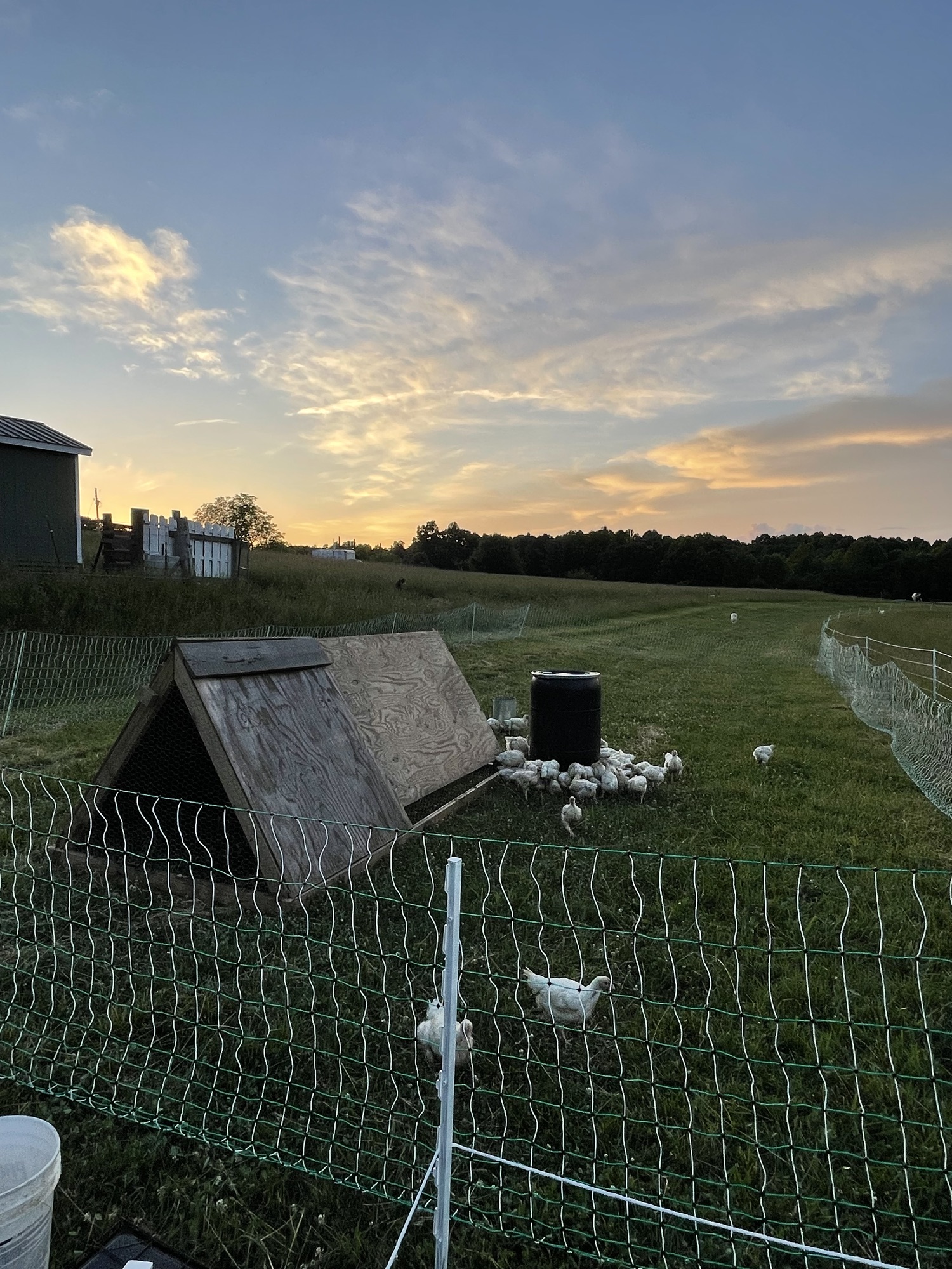 Pastured Poultry – Arrow Creek Farm